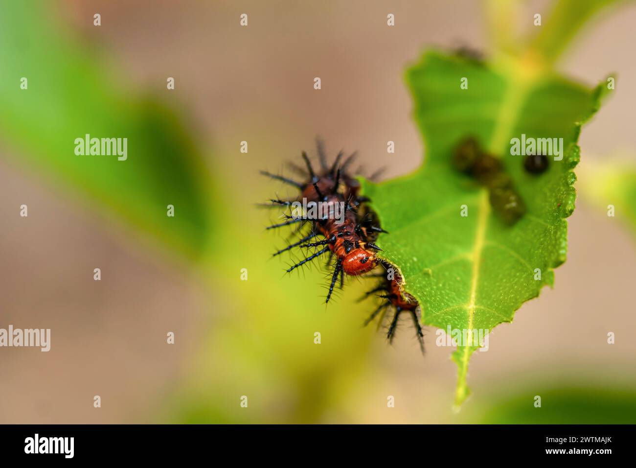 A caterpillar is eating leaf in the forest. The Tawny Caster eating ...