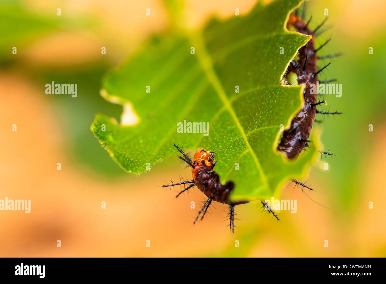 A caterpillar is eating leaf in the forest. The Tawny Caster eating ...