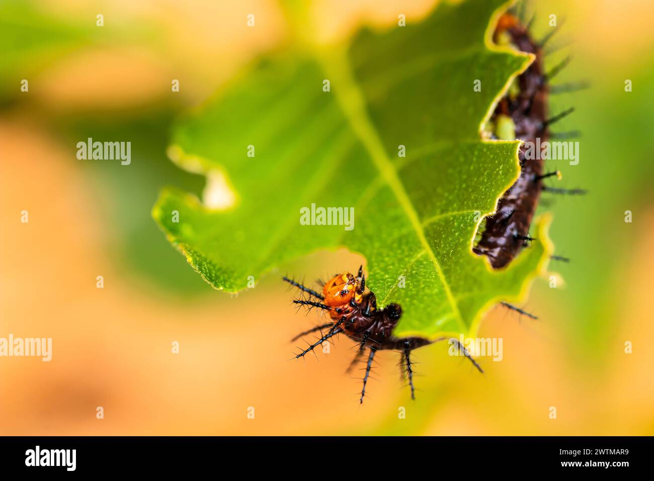 A caterpillar is eating leaf in the forest. The Tawny Caster eating ...