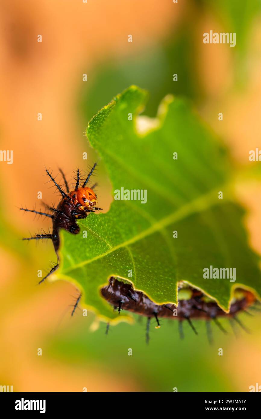A caterpillar is eating leaf in the forest. The Tawny Caster eating ...