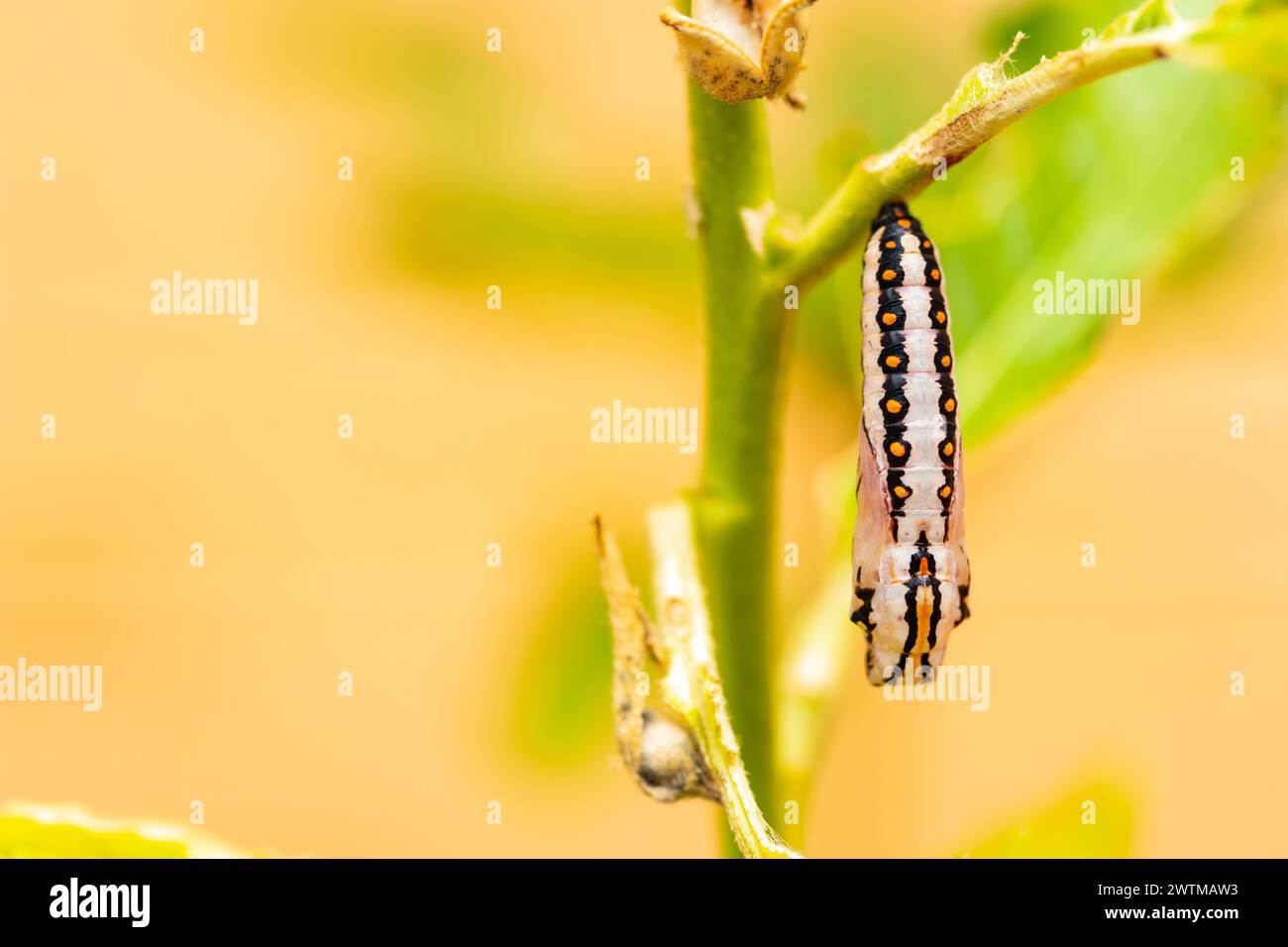 The pupa, larva, is attached to the tree. The caterpillar turns into a ...