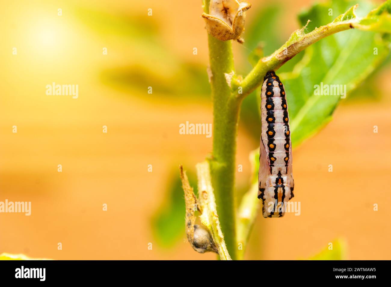 The pupa, larva, is attached to the tree. The caterpillar turns into a ...