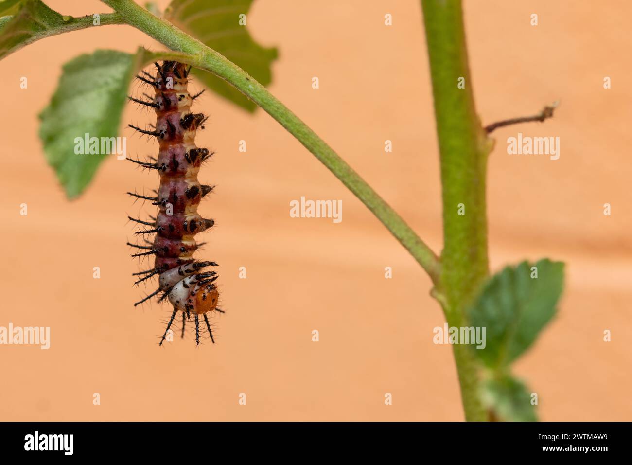 The pupa, larva, is attached to the tree. The caterpillar turns into a ...