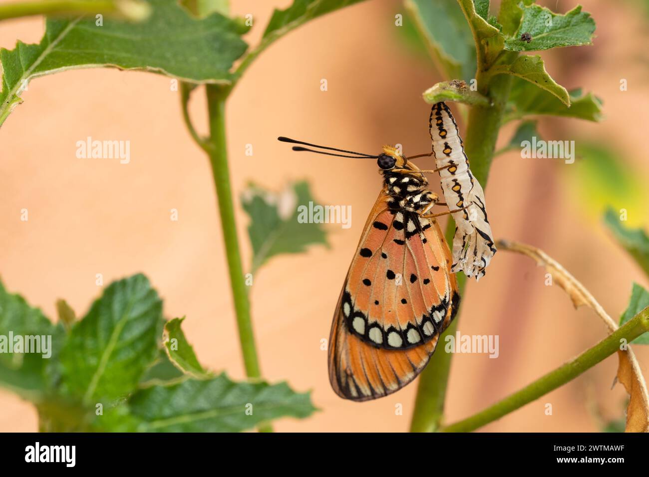 The butterfly emerged from the pupa, and larva in the forest. The Tawny ...