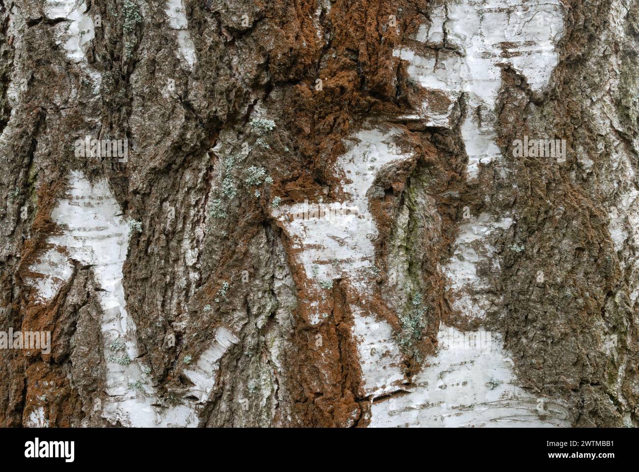 Cracked white birch bark, Betula pendula , silver birch textur, natural ...