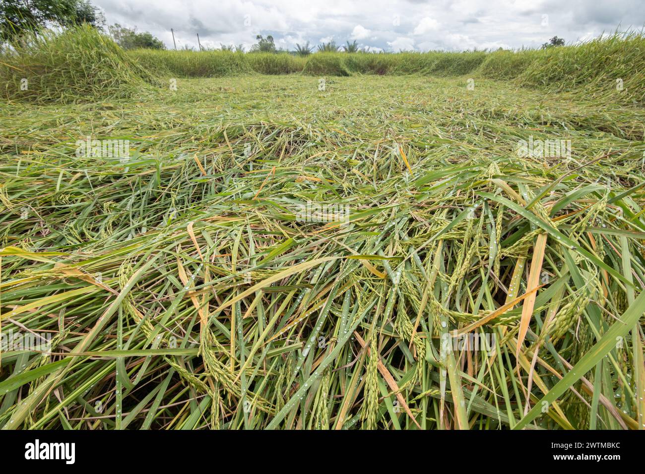 Harvest rush hi-res stock photography and images - Alamy