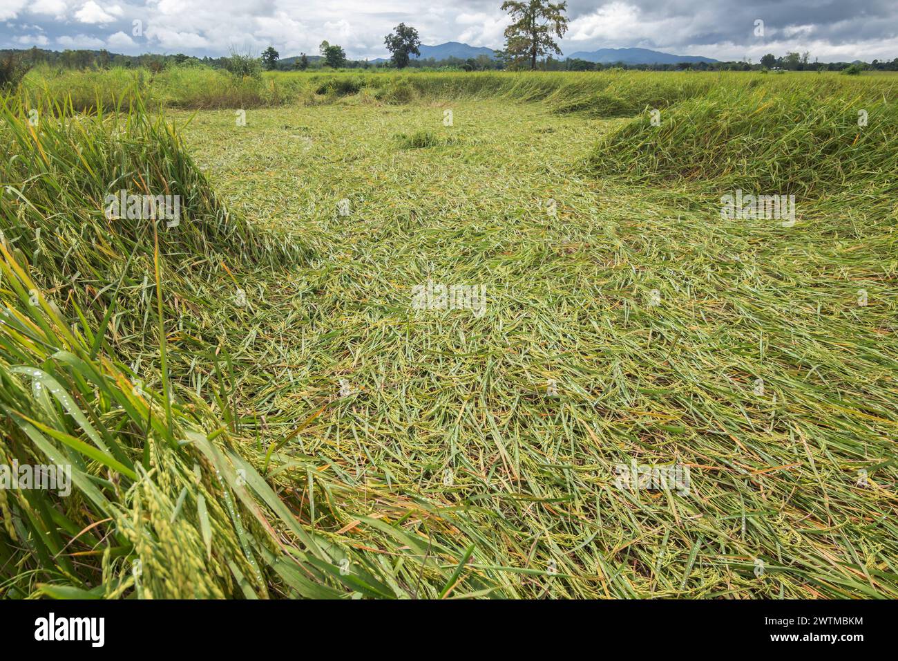 Harvest rush hi-res stock photography and images - Alamy