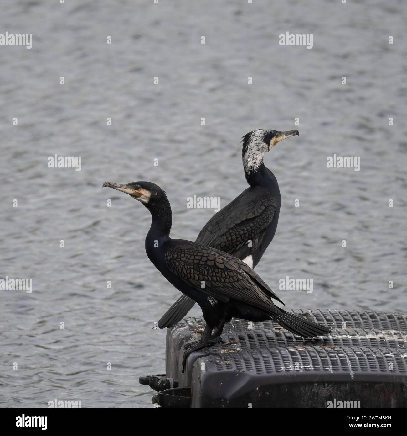 A pair of Great Cormorants, standing facing in opposite directions ...