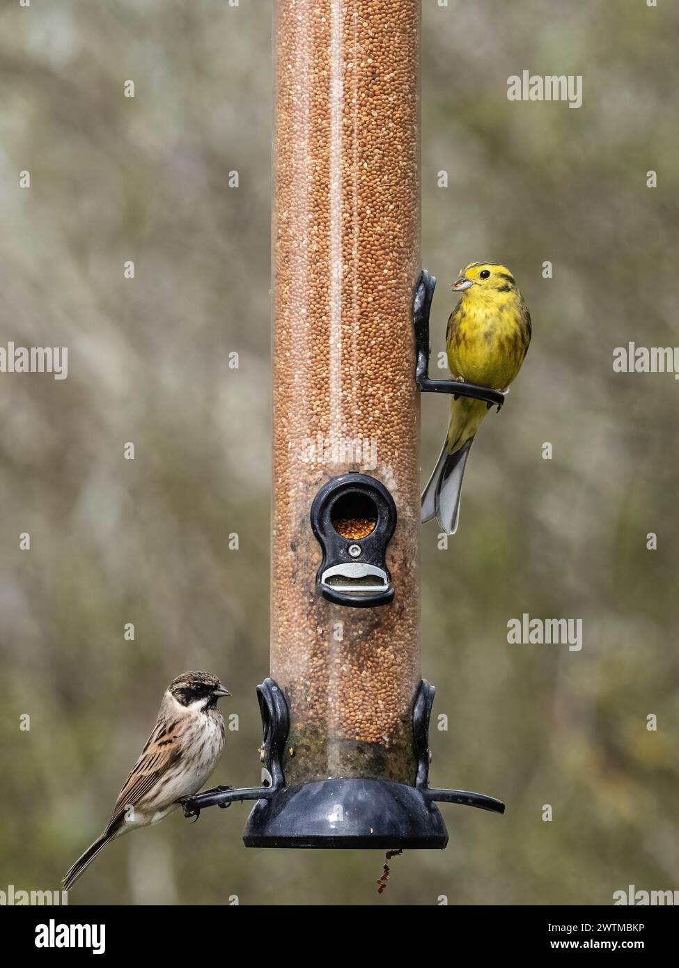 Birds using a bird feeder hi-res stock photography and images - Alamy