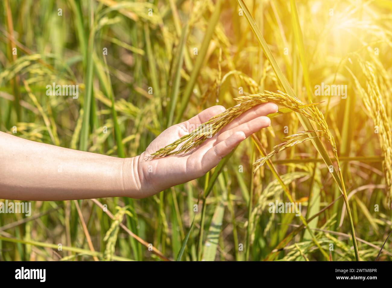 Rice check hi-res stock photography and images - Alamy