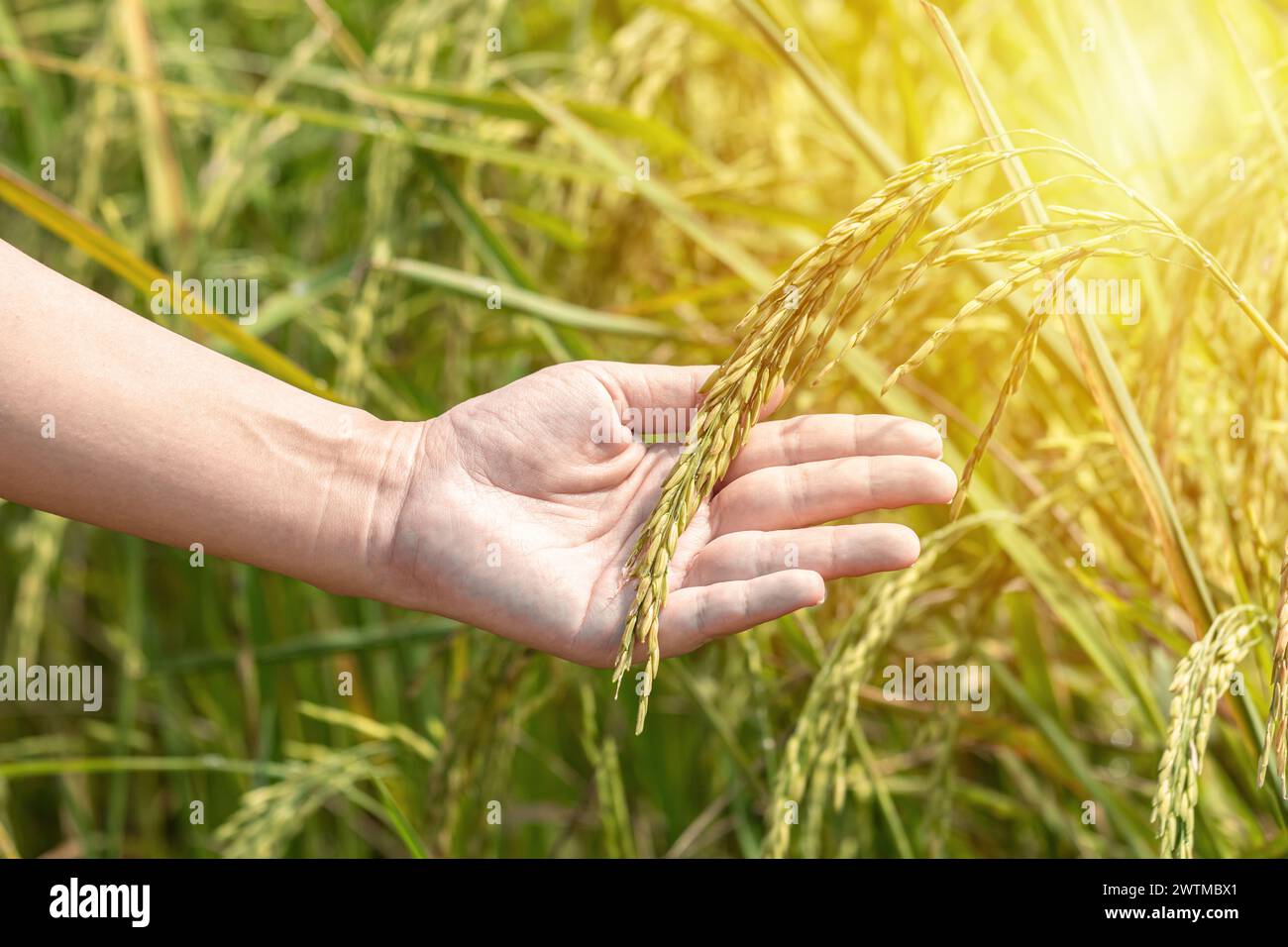 Hand holding ear of rice. Hand tenderly touching rice in a paddy field ...