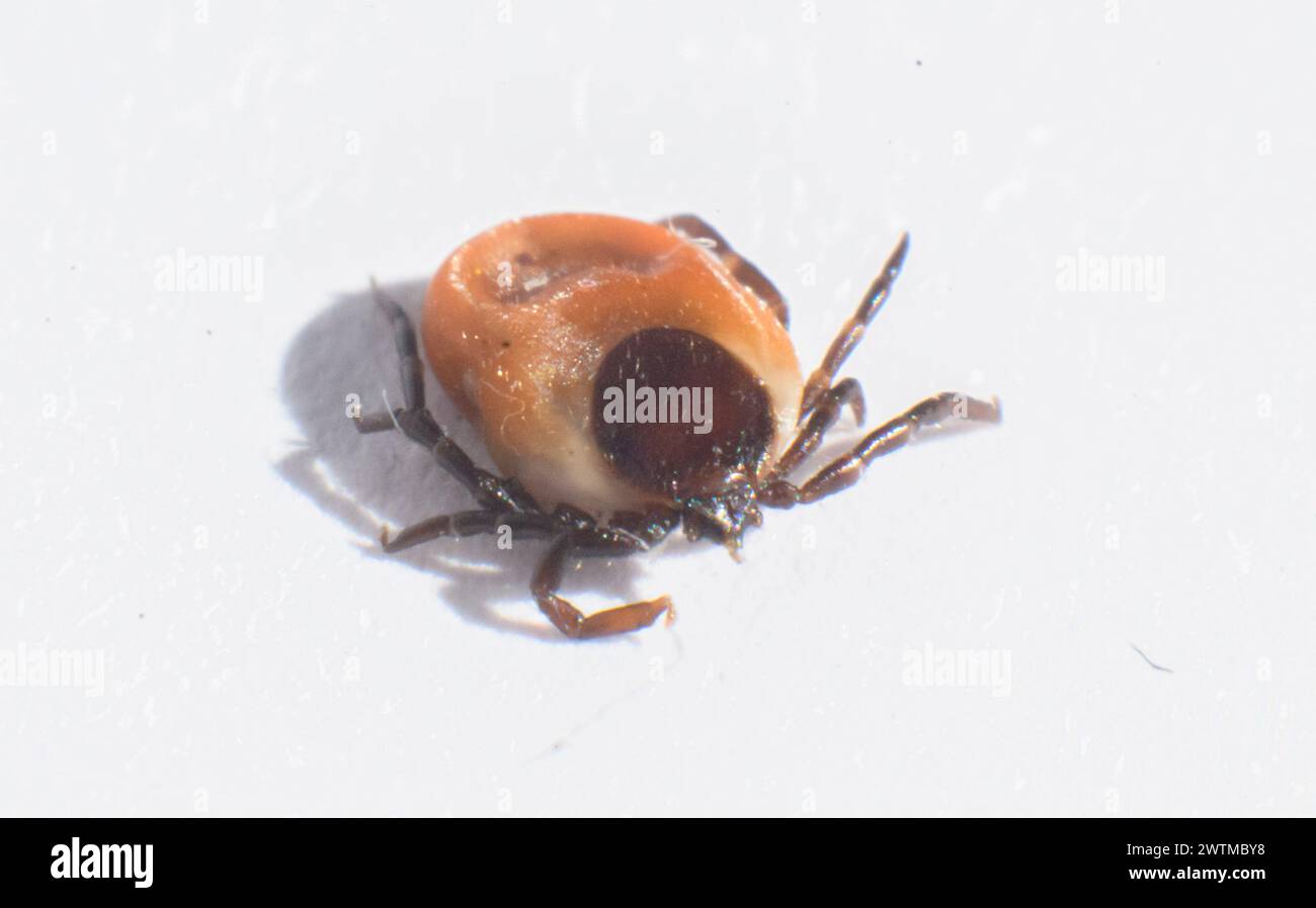 Laatzen, Germany. 18th Mar, 2024. A tick of the species common wood ...
