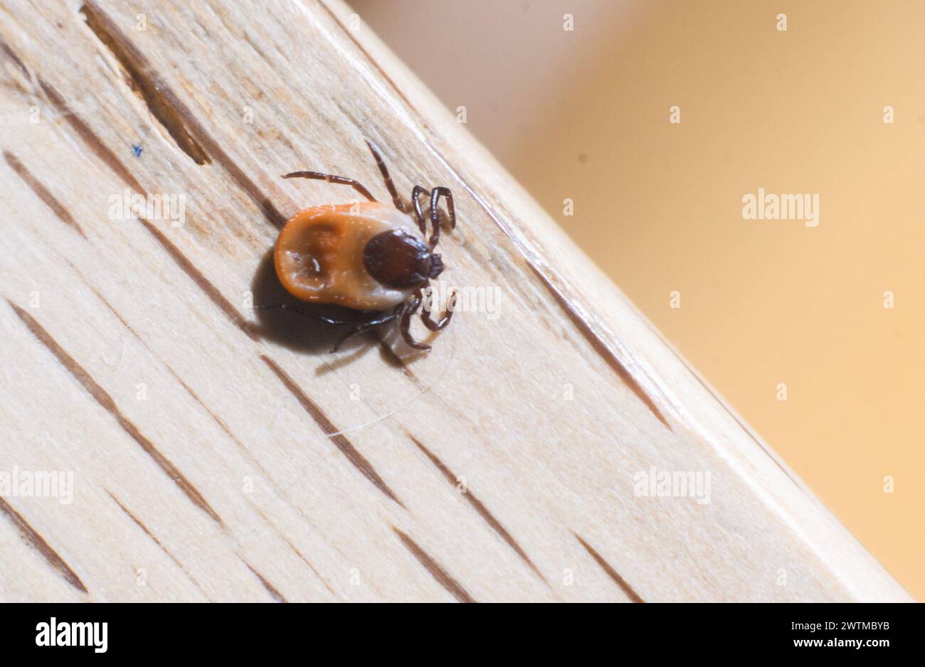 Germany tick species hi-res stock photography and images - Alamy