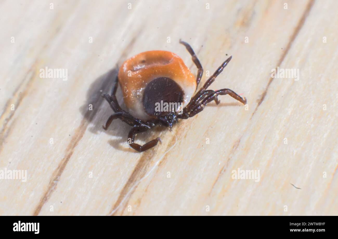 Laatzen, Germany. 18th Mar, 2024. A tick of the species common wood ...