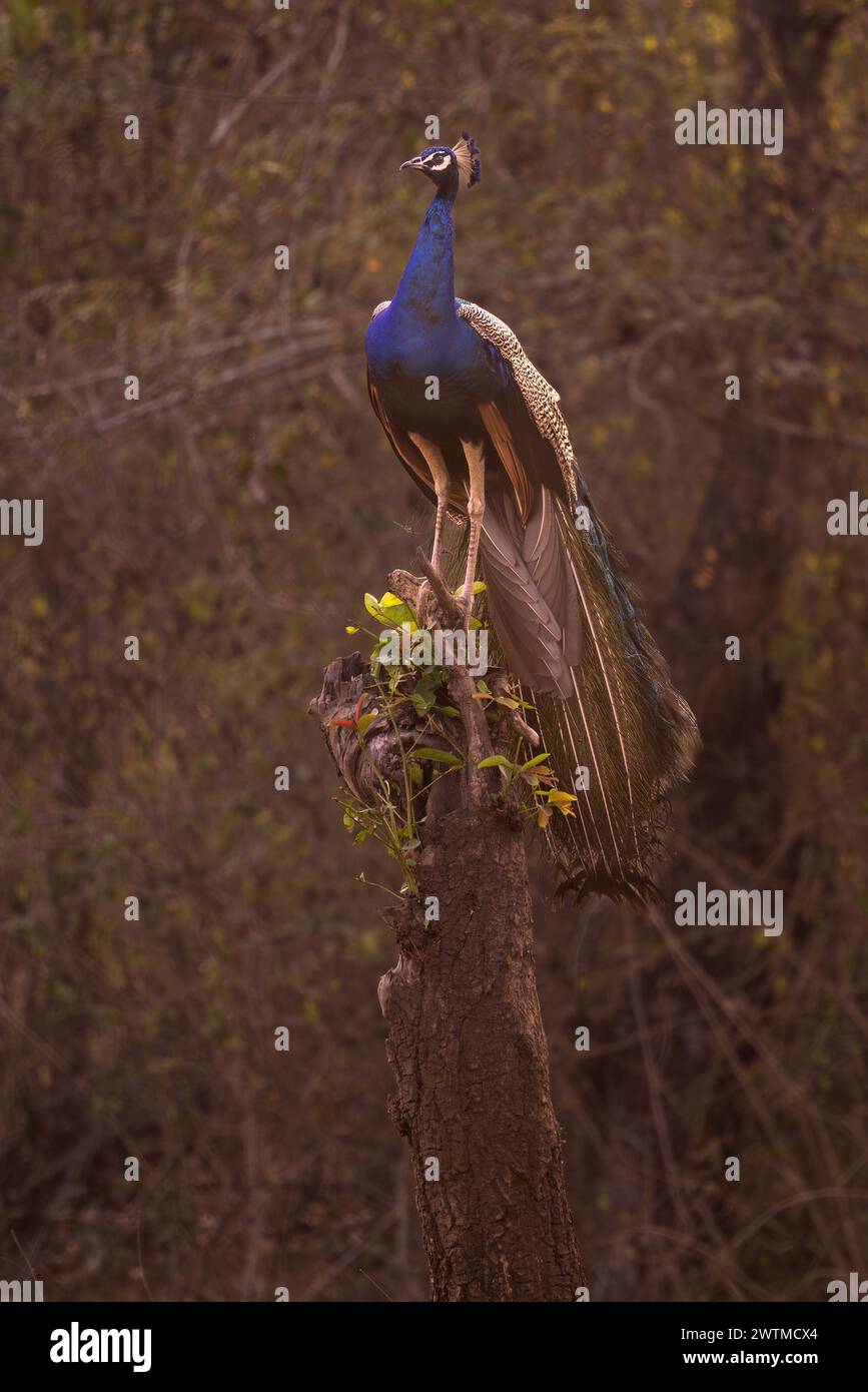 Indian Peafowl - Pavo cristatus, beatiful iconic colored bird from ...