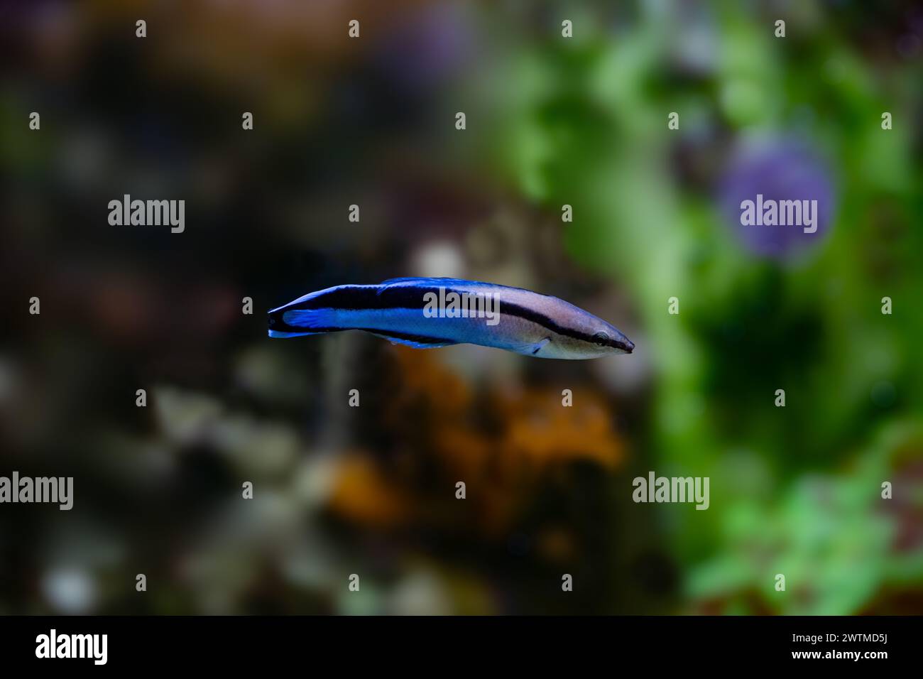 Four-line wrasse, Larabicus quadrilineatus, is a species of wrasse ...