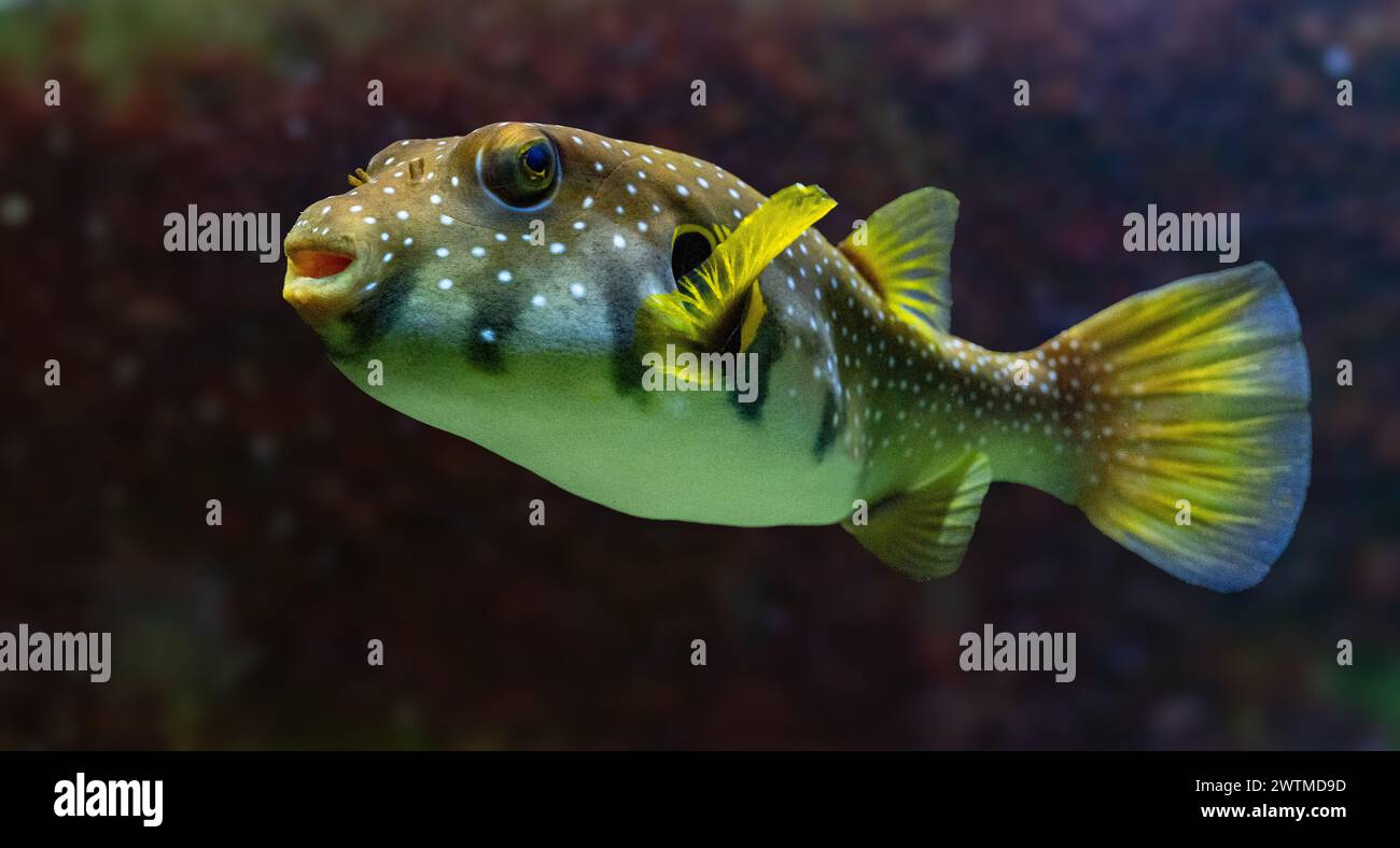White-spotted puffer, Whitespotted blaasop or Stripedbelly blowfish ...