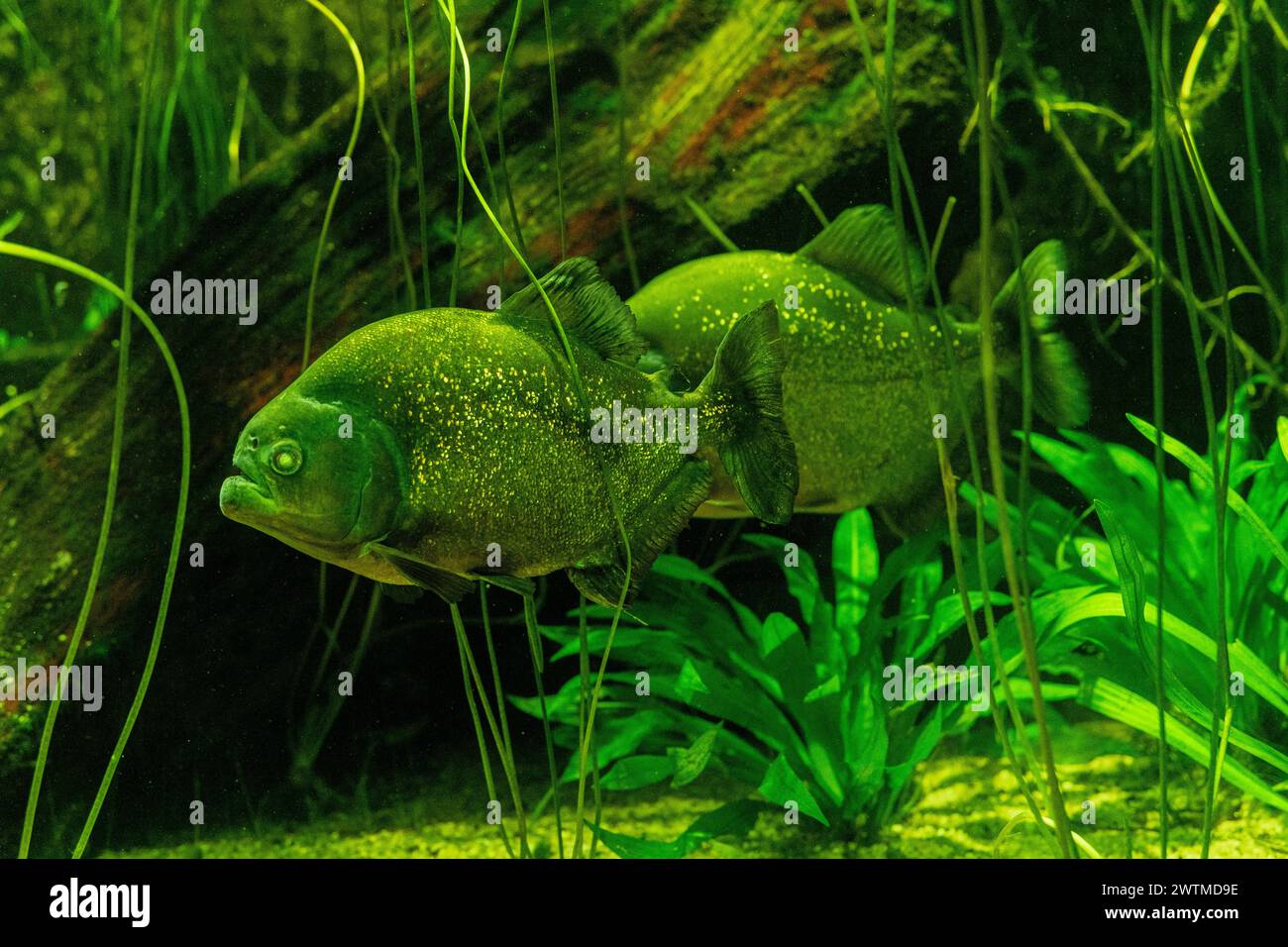 The red-bellied piranha, also known as the red piranha (Pygocentrus ...