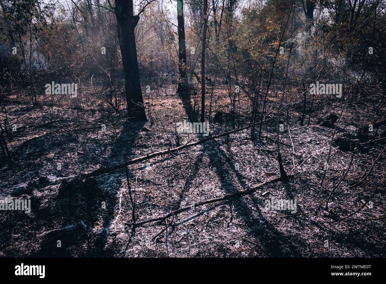 Fire forest, Burning forest, burning wood emitting thick smoke. A ...
