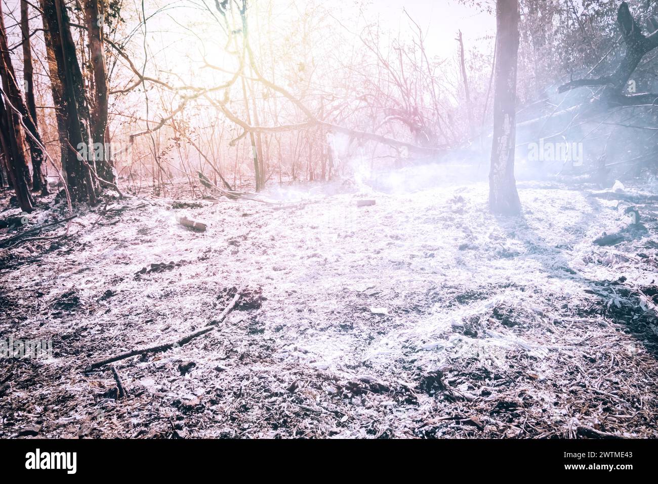 Fire forest, Burning forest, burning wood emitting thick smoke. A ...