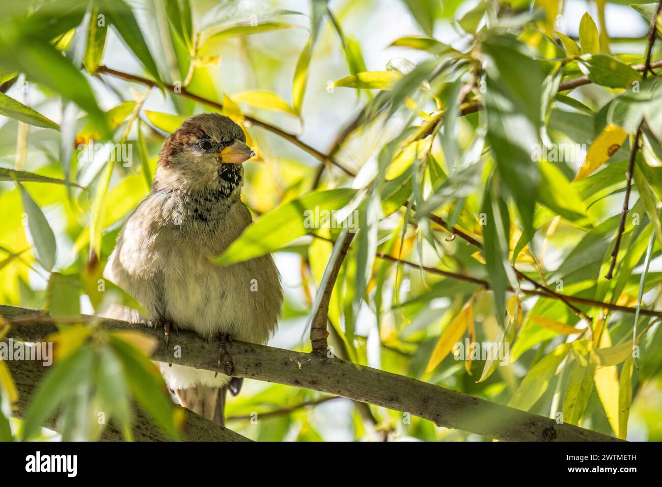 Birding joy hi-res stock photography and images - Alamy