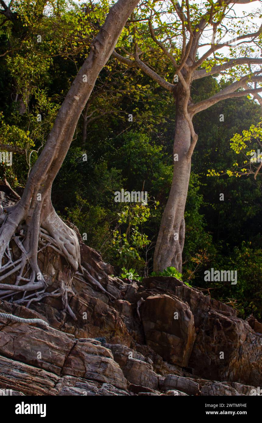 Tree roots on the beach abstract photo Stock Photo - Alamy