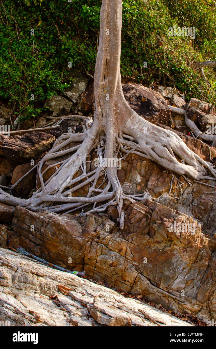 Tree roots on the beach abstract photo Stock Photo - Alamy