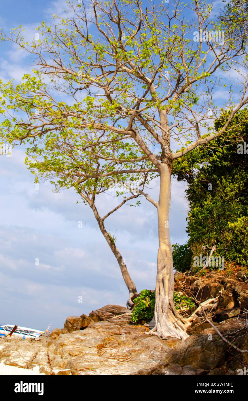 Tree roots on the beach abstract photo Stock Photo - Alamy