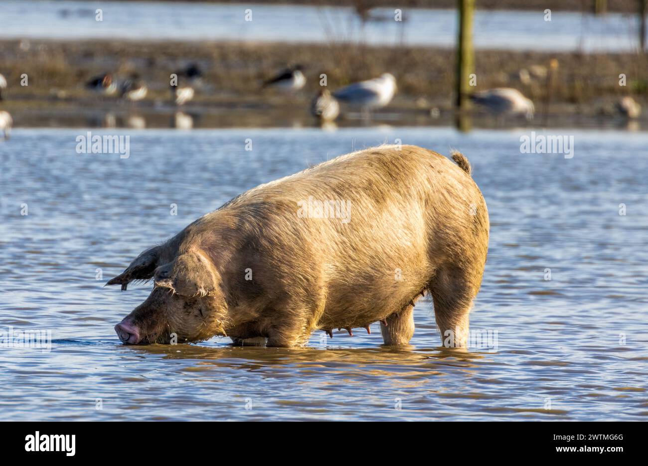 Sow field hi-res stock photography and images - Alamy
