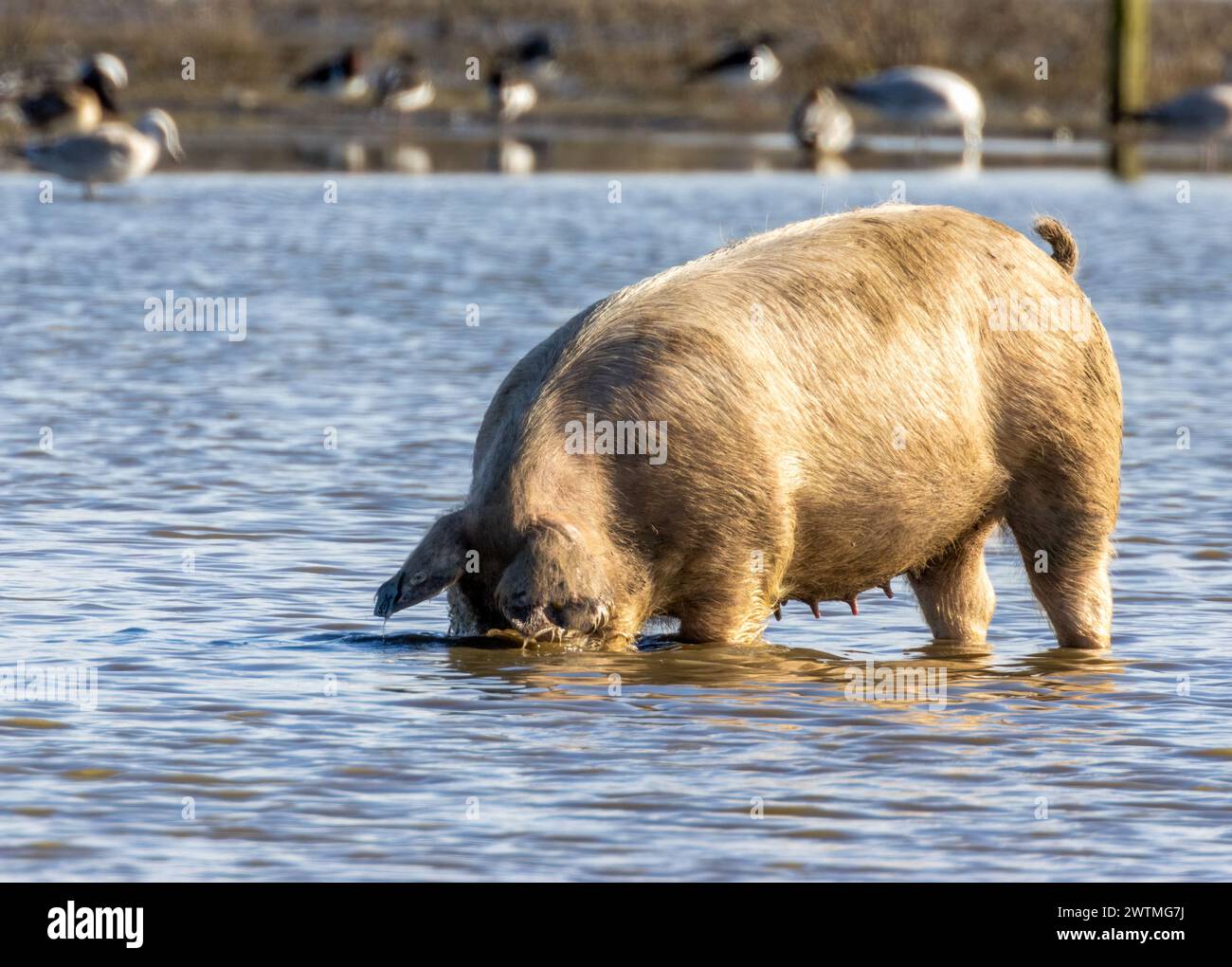 Deep puddle hi-res stock photography and images - Alamy