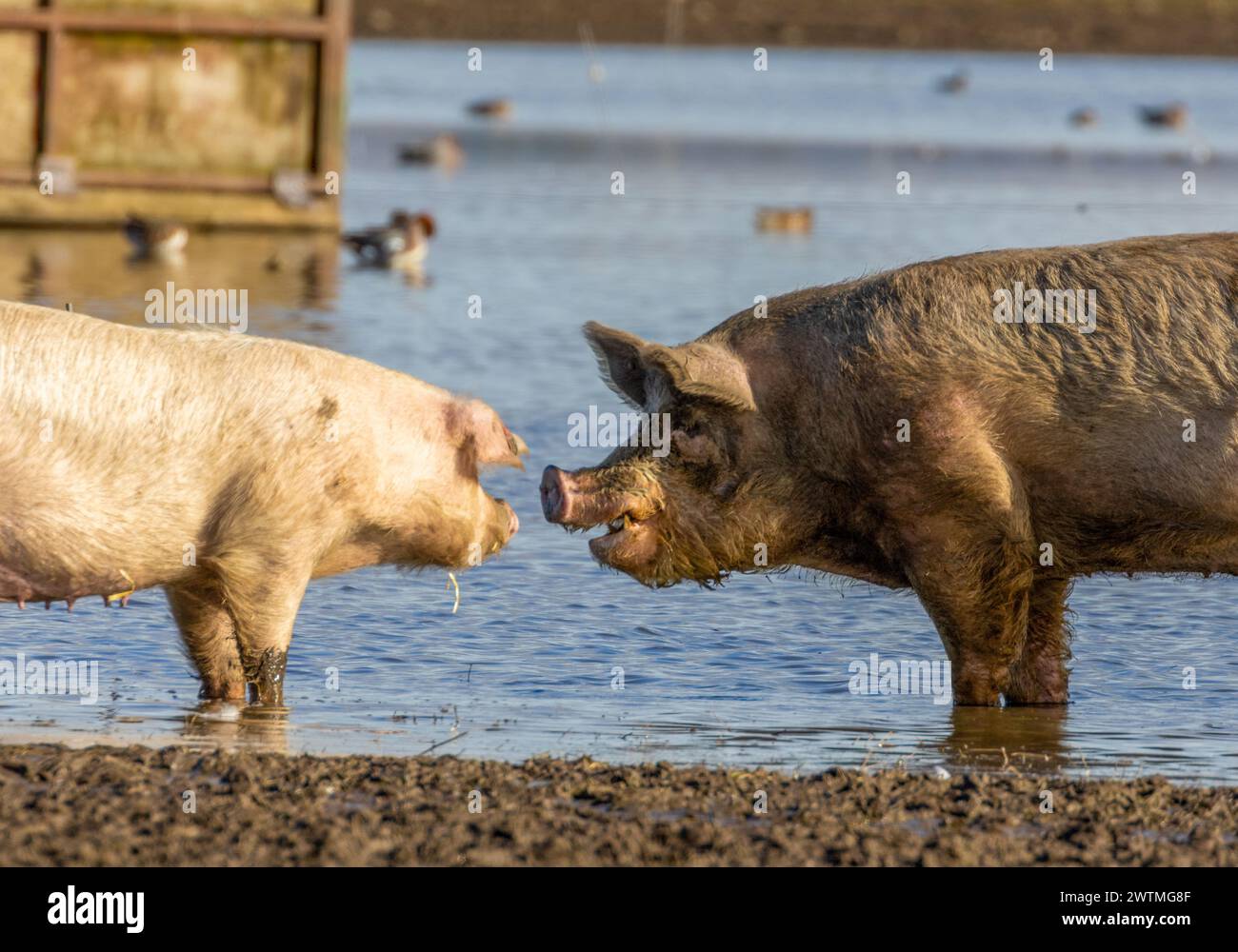 Sow and boar pigs together in a puddle in a field Stock Photo - Alamy