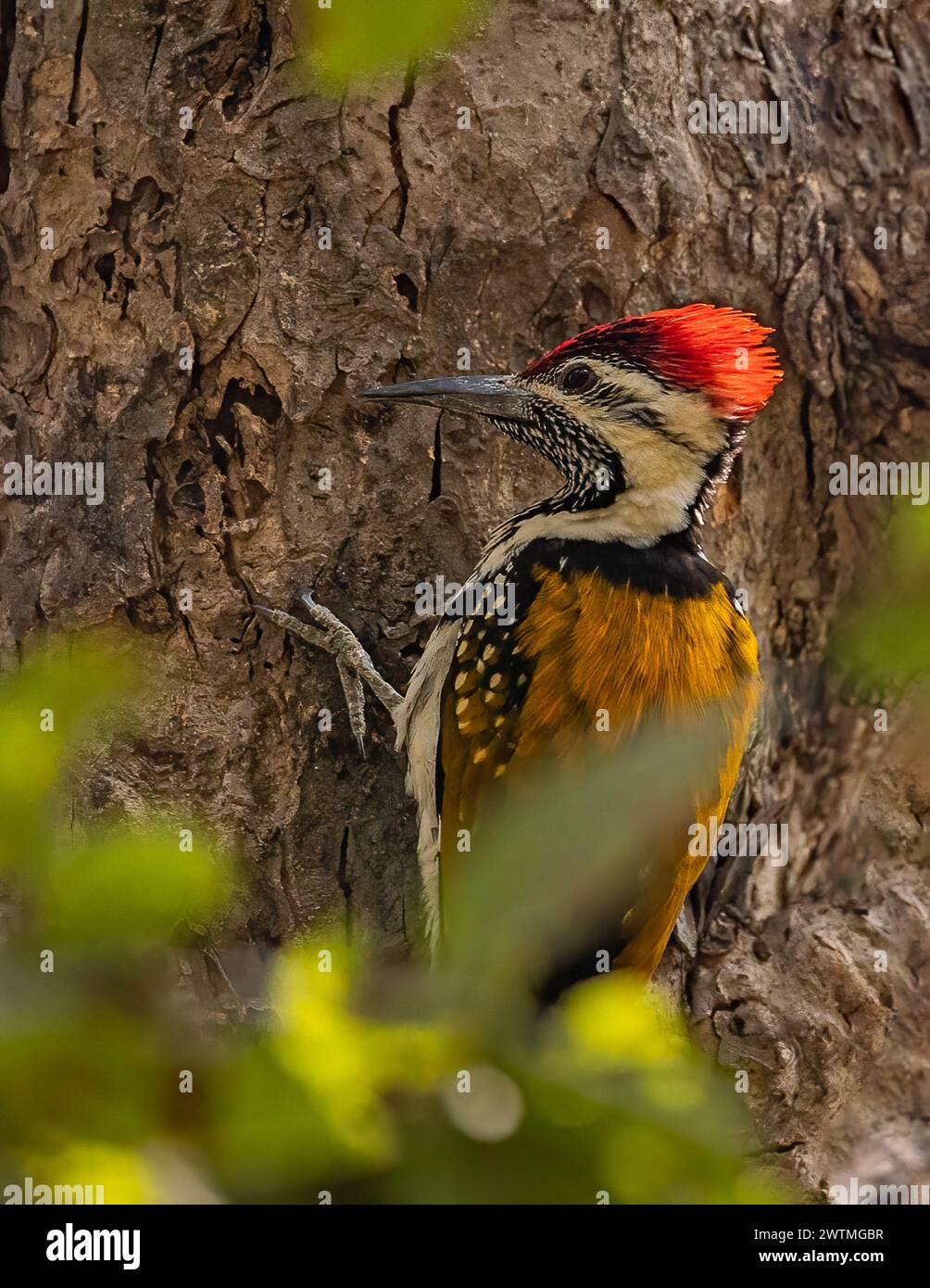 A Lessor golden backed woodpecker drilling tree Stock Photo - Alamy