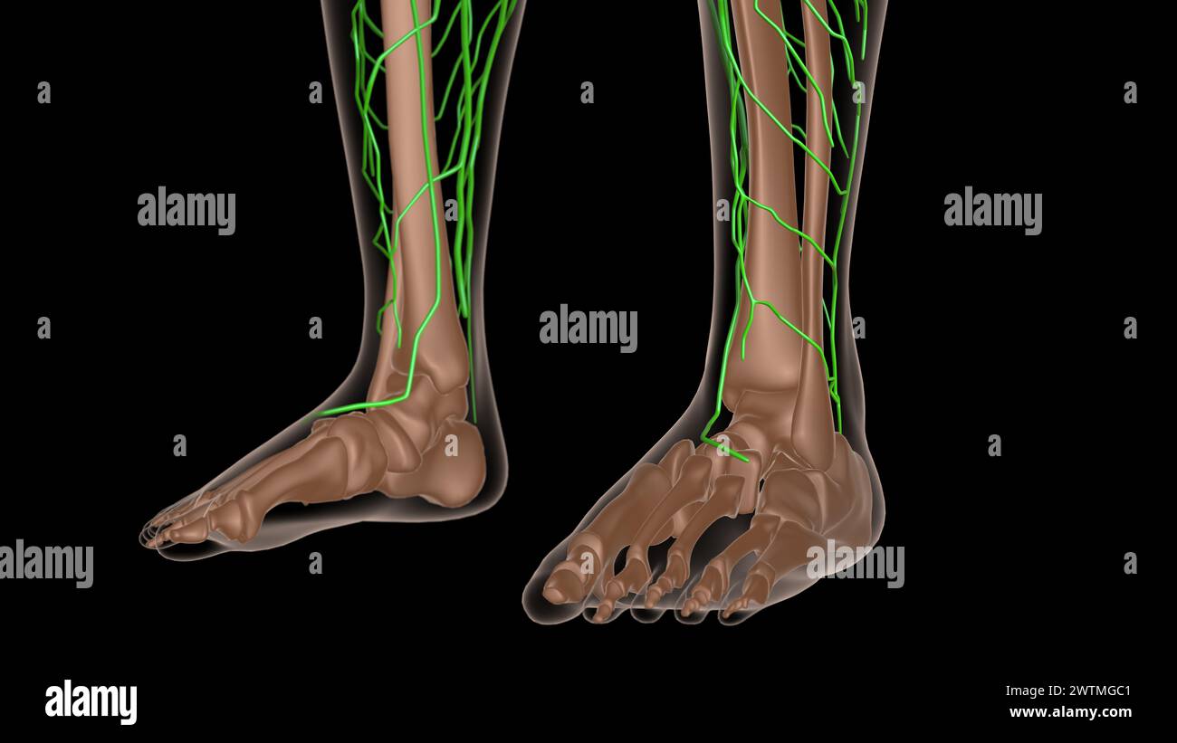 female lymph nodes anatomy with skeleton for medical concept 3d ...