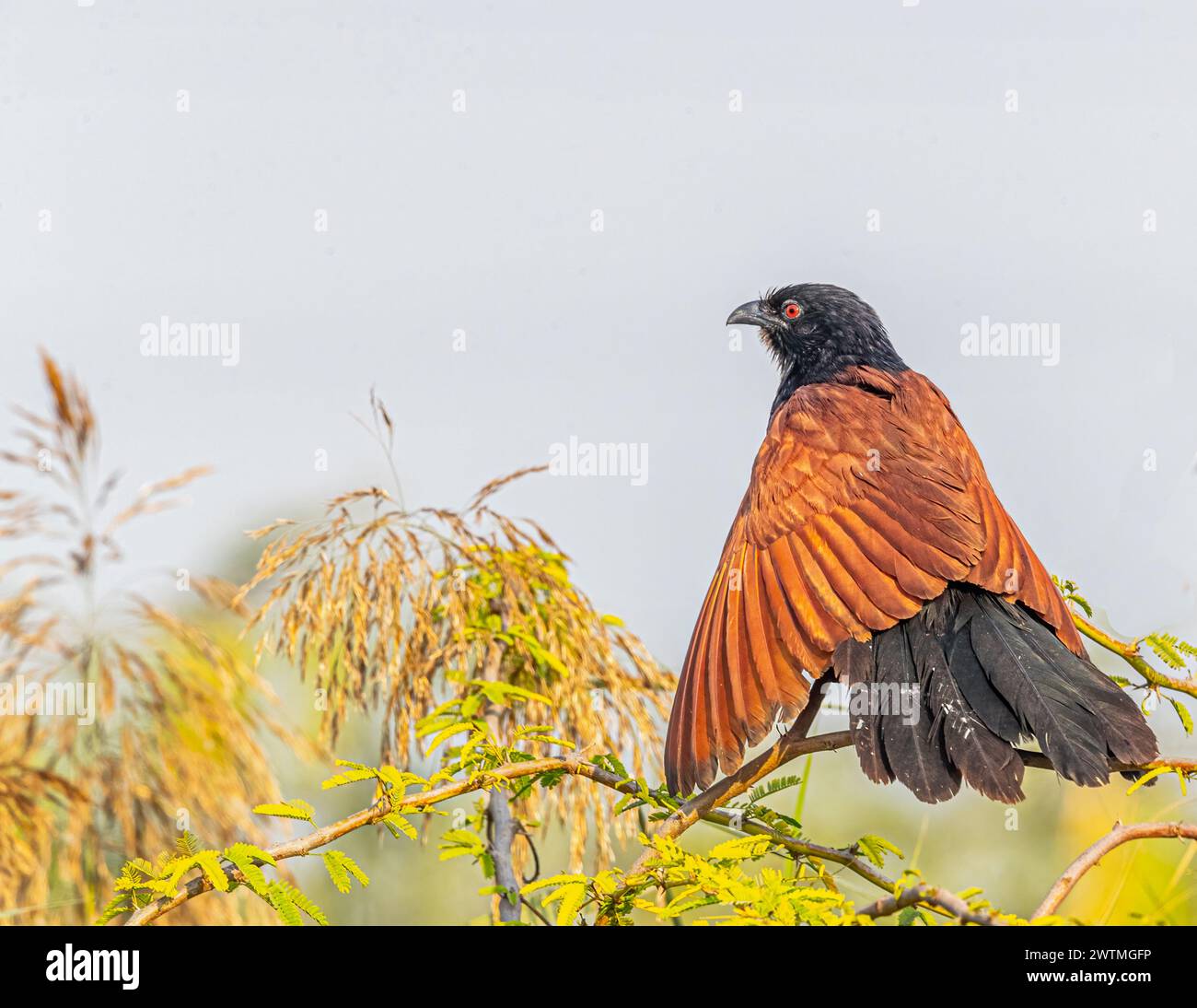 Common coucal hi-res stock photography and images - Alamy