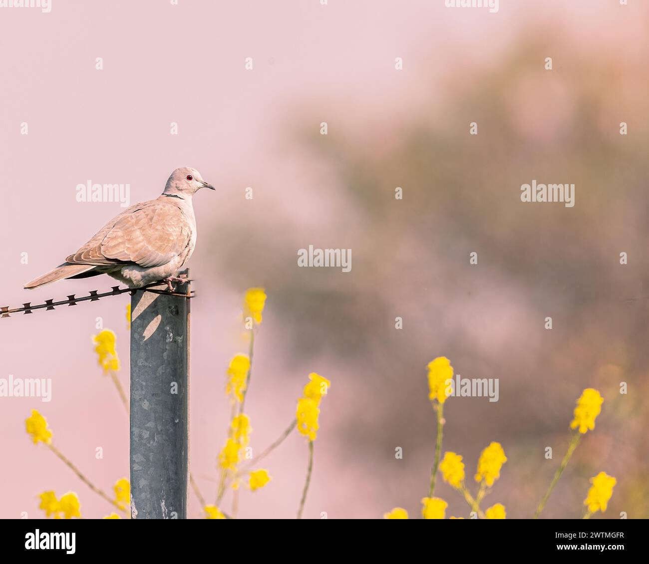 A Collar Dove resting on a pillar Stock Photo - Alamy