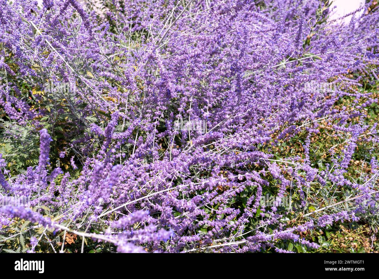 Perovskia atriplicifolia Blue Spire bush close up of blooming sage ...