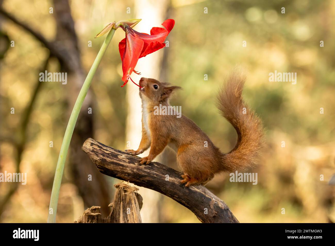 Curious little scottish red squirrel sniffing a flower Stock Photo - Alamy