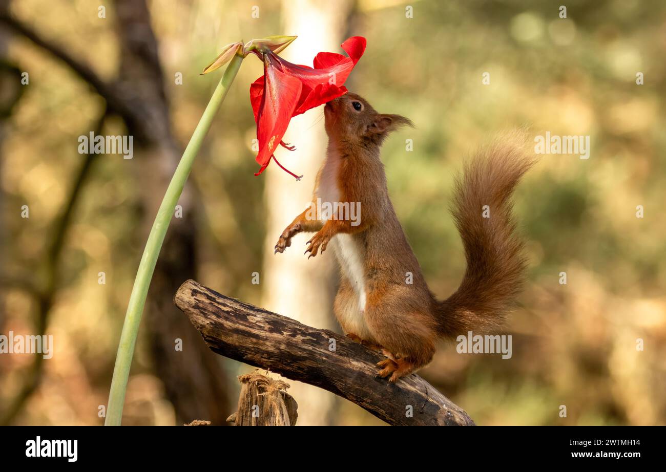 Curious little scottish red squirrel sniffing a flower Stock Photo - Alamy