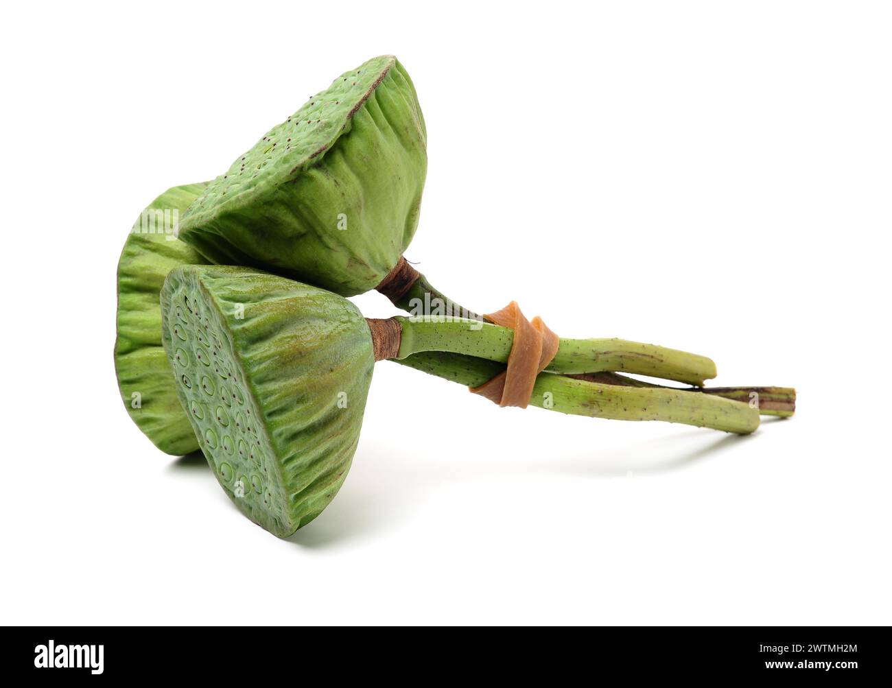 calyx on a white background Stock Photo - Alamy