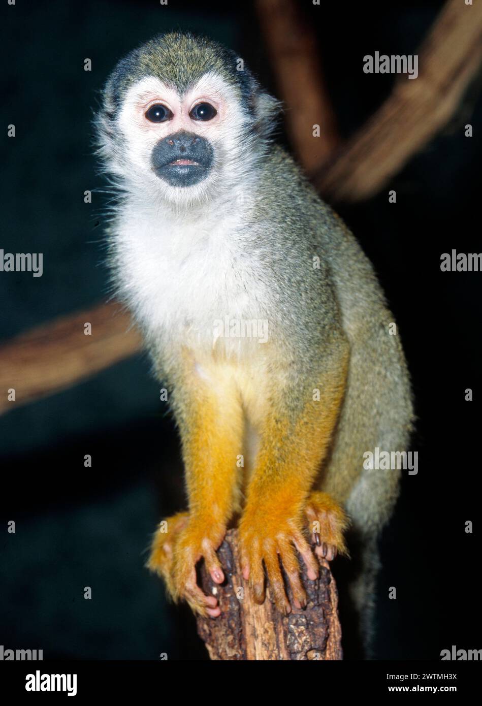 Flussuferwaelder hi-res stock photography and images - Alamy