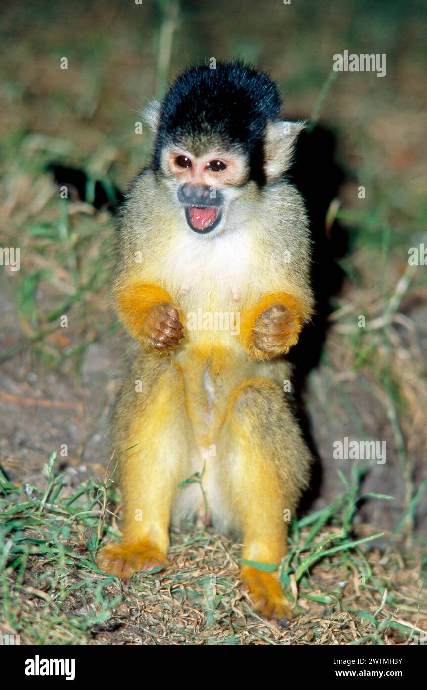 Flussuferwaelder hi-res stock photography and images - Alamy