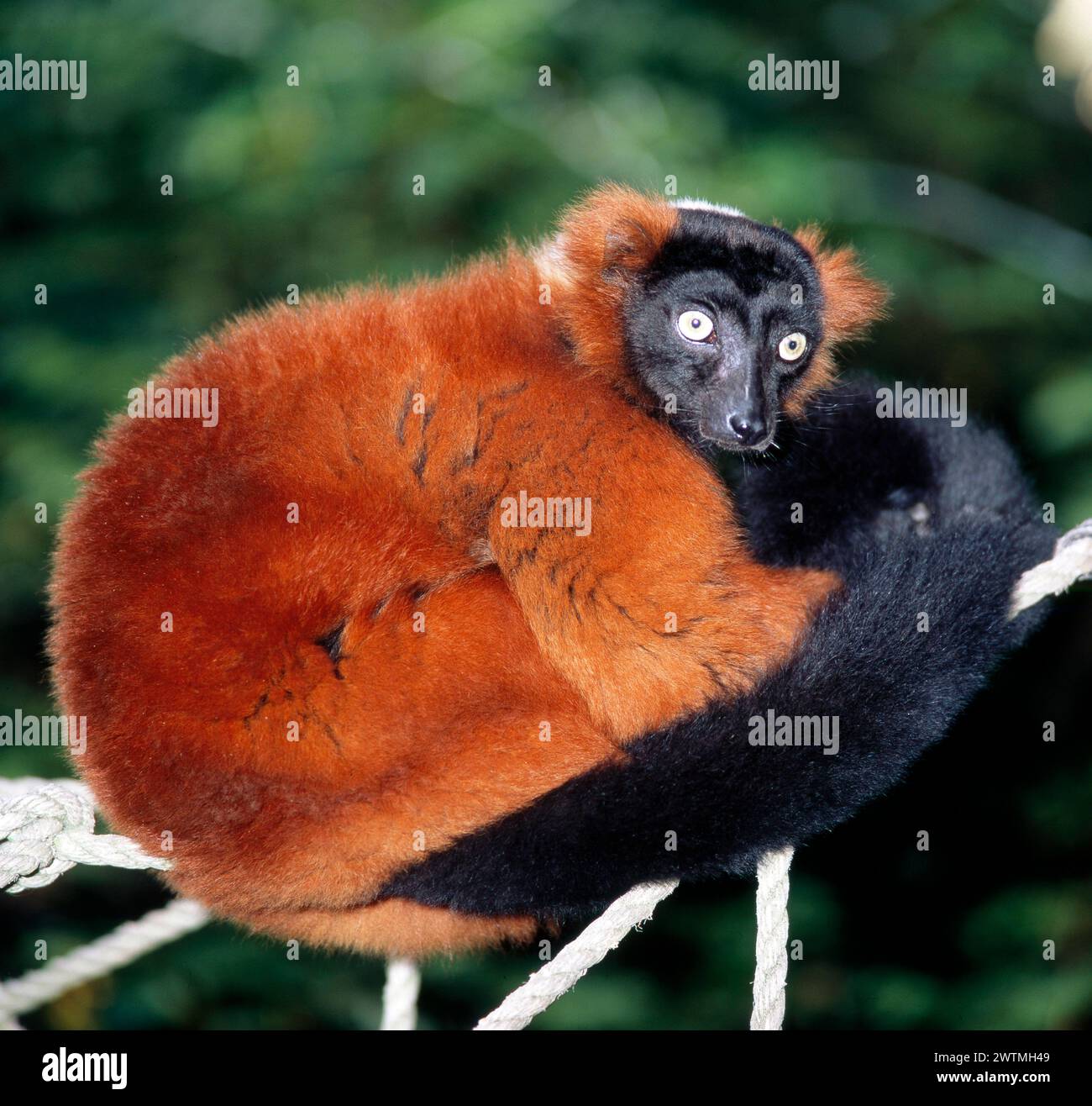 Roter regenwald hi-res stock photography and images - Alamy
