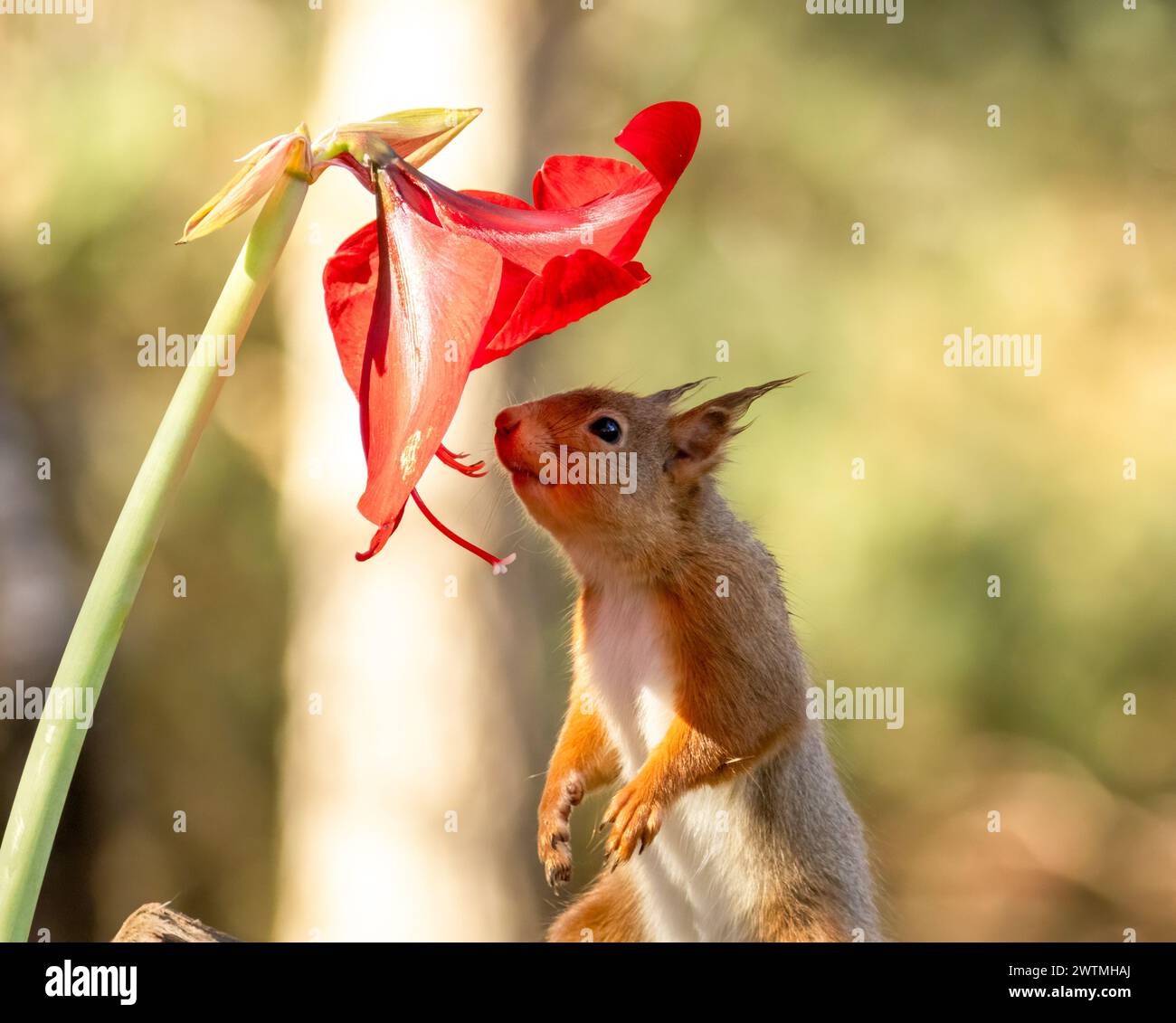 Curious little scottish red squirrel sniffing a flower Stock Photo - Alamy