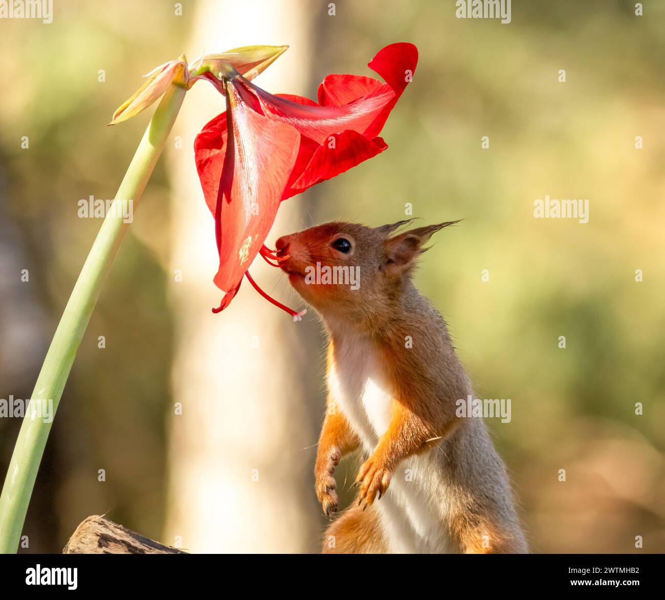 Curious little scottish red squirrel sniffing a flower Stock Photo - Alamy