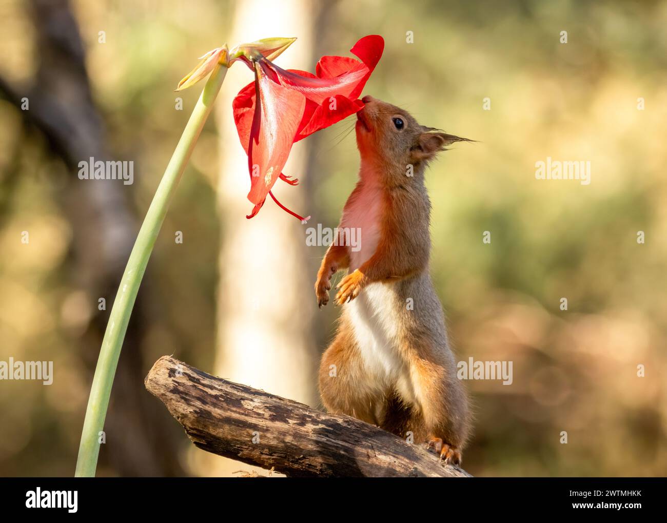 Curious little scottish red squirrel sniffing a flower Stock Photo - Alamy