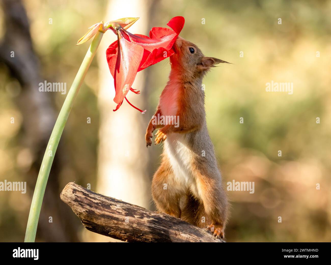 Curious little scottish red squirrel sniffing a flower Stock Photo - Alamy