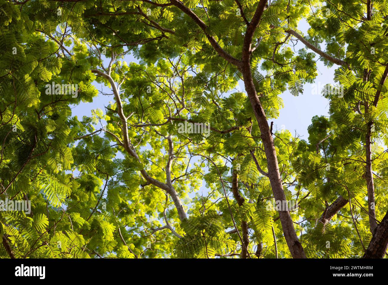 Tropical green tree crowns. Beautiful floral background Stock Photo - Alamy