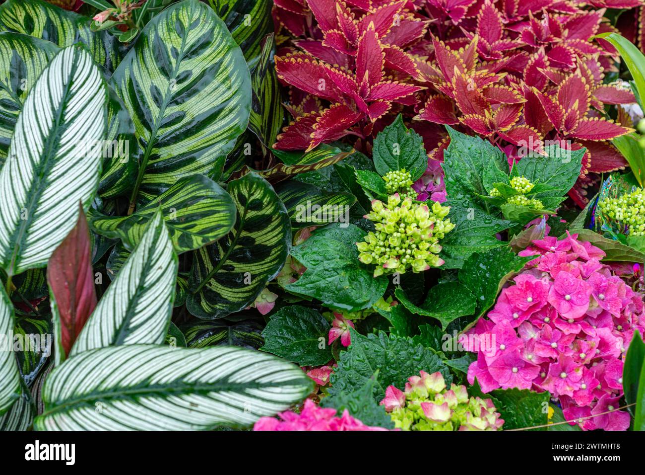 Flowers and plants for gardens and displays Stock Photo - Alamy