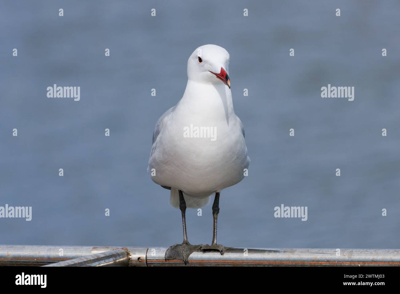Closeup of seagull Ichthyaetus audouinii in the marina of Guardamar del ...