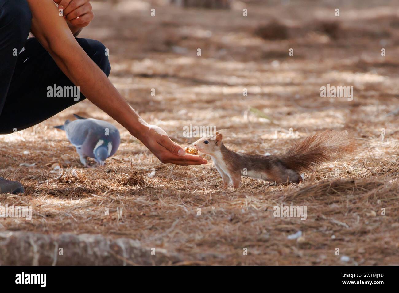 Red squirrel (Sciurus vulgaris) collecting a nut from the hand of a non ...